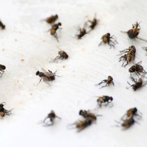 Effective Cluster Fly Treatment Solutions | Eradikil