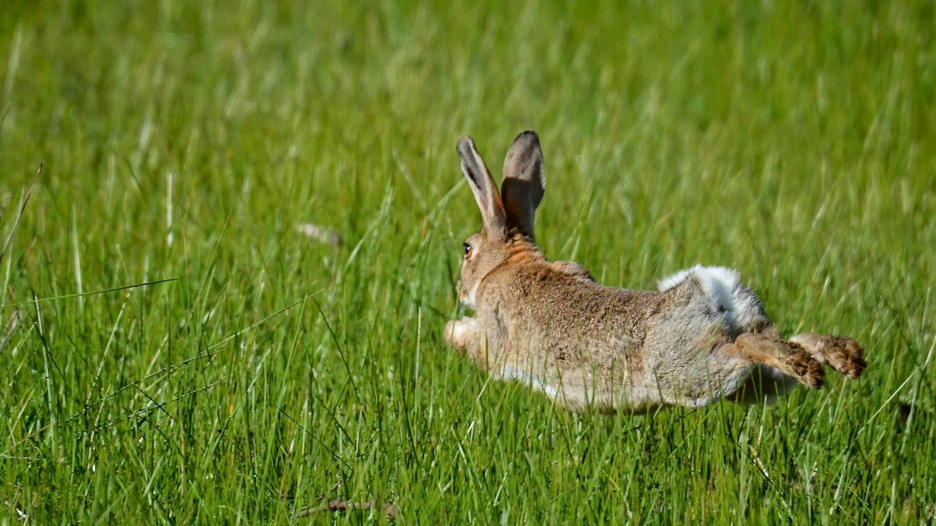 Rabbit Pest Control Services in Oxfordshire